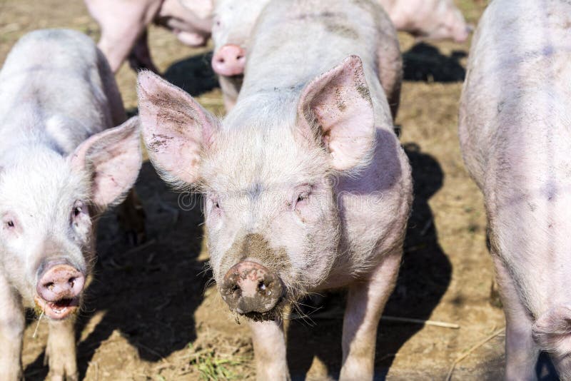 Little Pigs stock image. Image of animal, piglet, group - 13955483