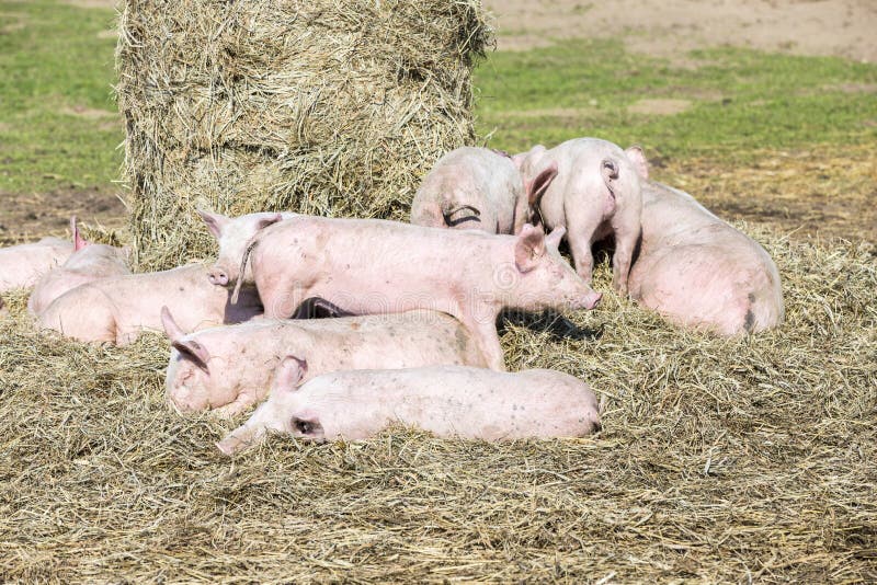 Flock of Pigs in a Bio Farm Stock Image - Image of ecological, healthy ...