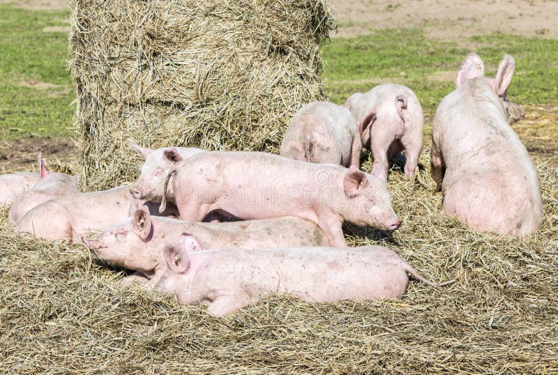 Flock of Pigs in a Bio Farm Stock Image - Image of agriculture, herd ...