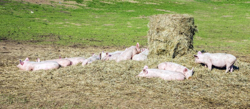 Flock of Pigs in a Bio Farm Stock Image - Image of grass, domestic ...