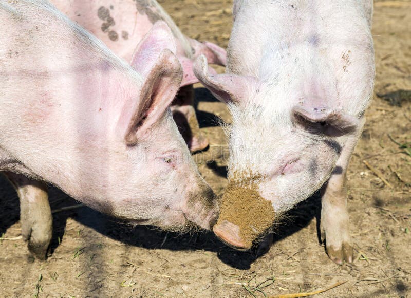 Flock of Pigs in a Bio Farm Stock Image - Image of piglet, healthy ...