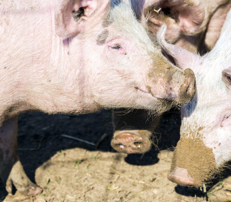 Flock of Pigs in a Bio Farm Stock Image - Image of pigeons, pigs: 40115089