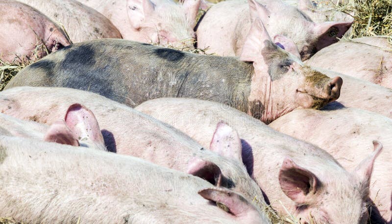 Flock of Pigs in a Bio Farm Stock Image - Image of livestock, outdoors ...