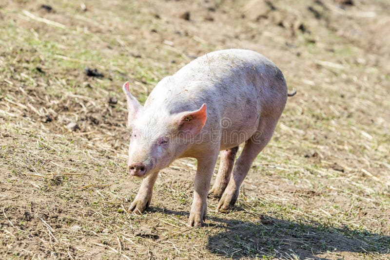 Flock of Pigs in a Bio Farm Stock Photo - Image of herd, green: 40117216