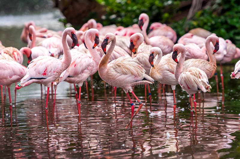 Flock of pink flamingos stock image. Image of exotic - 44589037