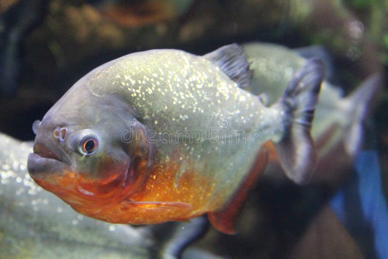 A Flock of Piranha Fish in Water Stock Image - Image of wildlife ...
