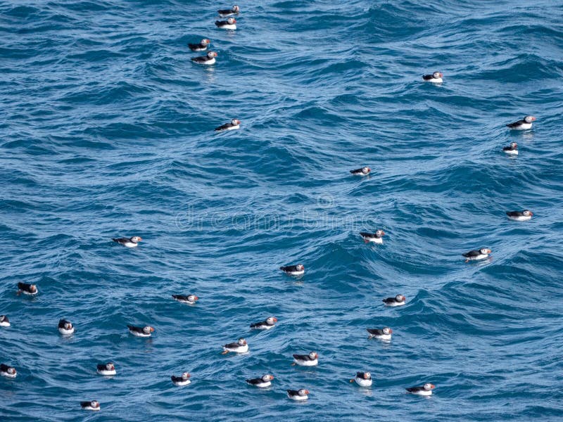 Flock of Puffins Swimming on a Clear Blue Body of Water Stock Photo ...