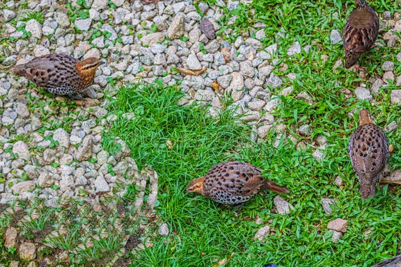 A Flock of quails stock image. Image of south, quail - 390980021
