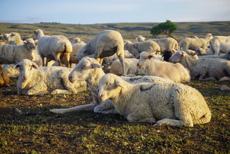 A Flock of Ram and Sheep Resting on a Meadow at Dawn Stock Photo ...