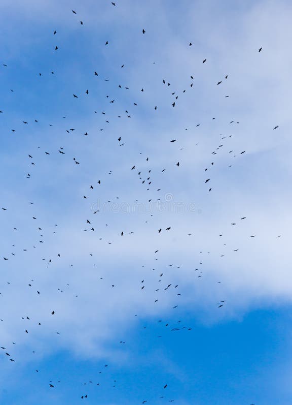 A Flock of Raven Birds on a Blue Sky Stock Image - Image of birds, bird ...
