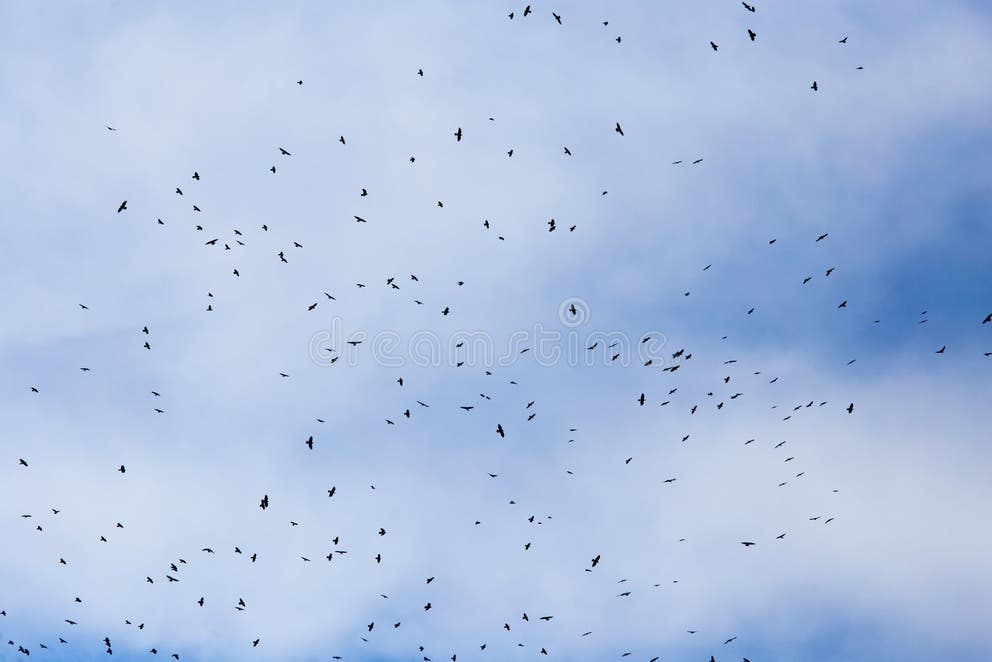 A Flock of Raven Birds on a Blue Sky Stock Image - Image of flying ...