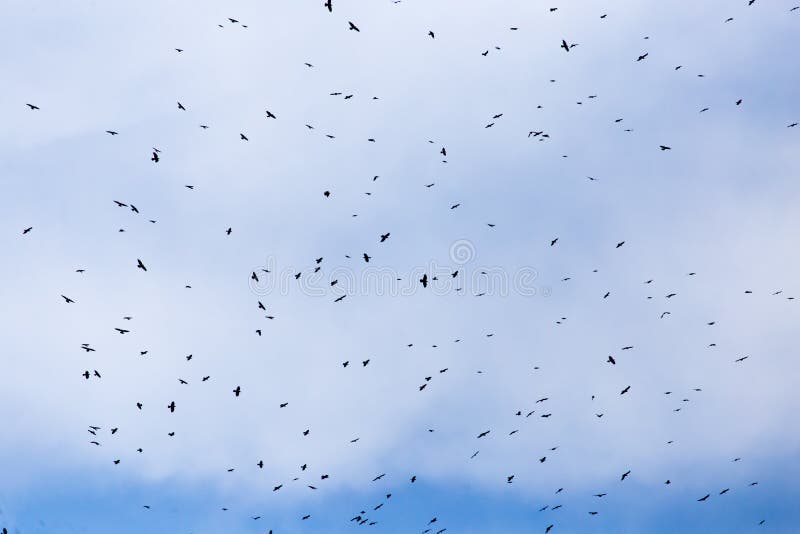 A Flock of Raven Birds on a Blue Sky Stock Image - Image of wing, crowd ...