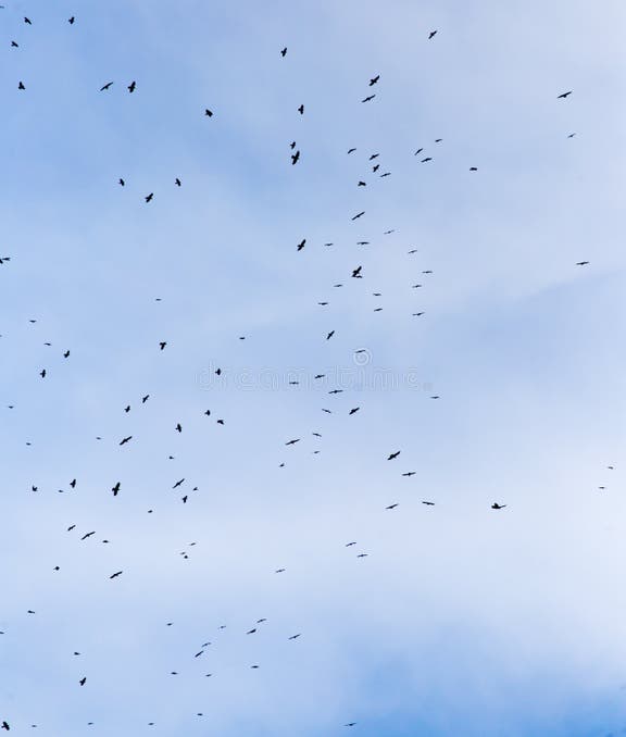 A Flock of Raven Birds on a Blue Sky Stock Photo - Image of bird, fauna ...