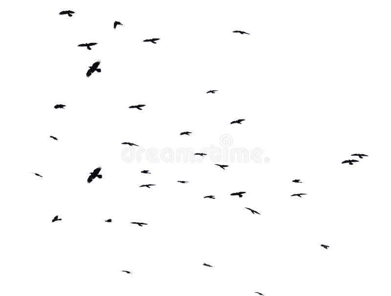 Flock of Raven Birds Isolated on White Stock Photo - Image of white ...