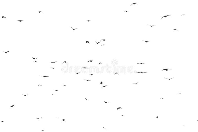 Flock of Raven Birds Isolated on White Stock Photo - Image of aerial ...