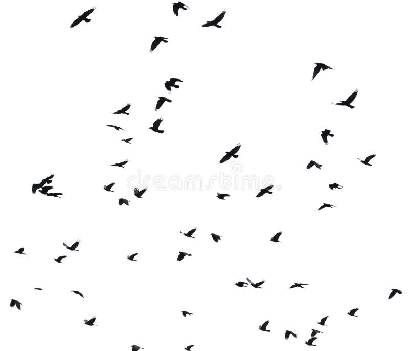 Flock of Raven Birds Isolated on White Stock Photo - Image of wildlife ...