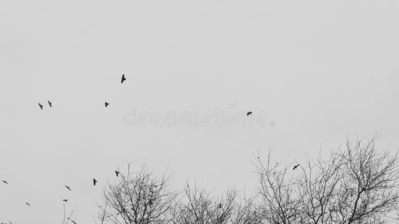 Flock of Raven Birds Sitting on a Autumn Tree Dry Branches of Trees ...