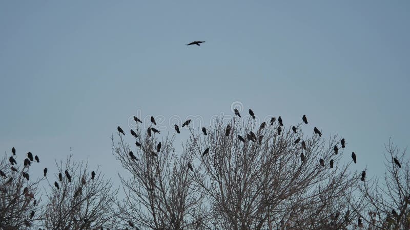 Flock of Raven Birds Sitting on a Tree Dry Branches of Trees Autumn ...