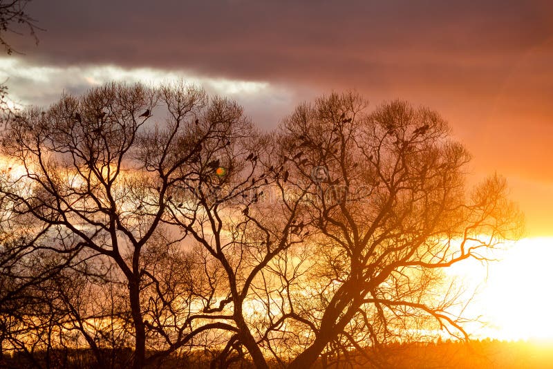 Art & Collectibles Watercolor Solitary Colorful Raven in Rainbow Sunset ...