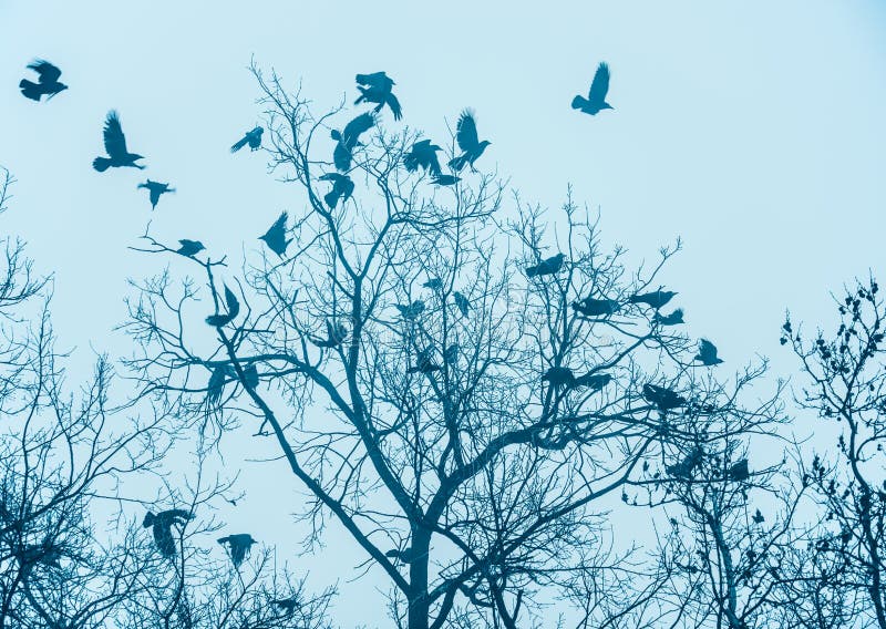 Flock of ravens stock image. Image of scary, park, black - 112158355