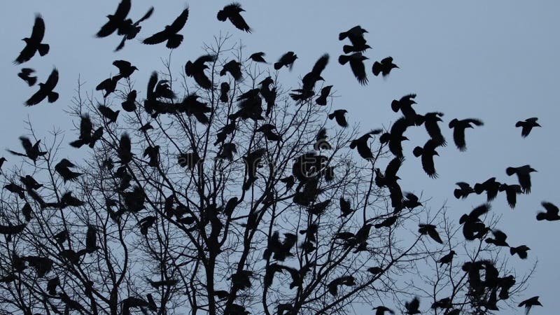 Flock of Ravens at Dusk Flies from the Tree Slow Motion Stock Video ...