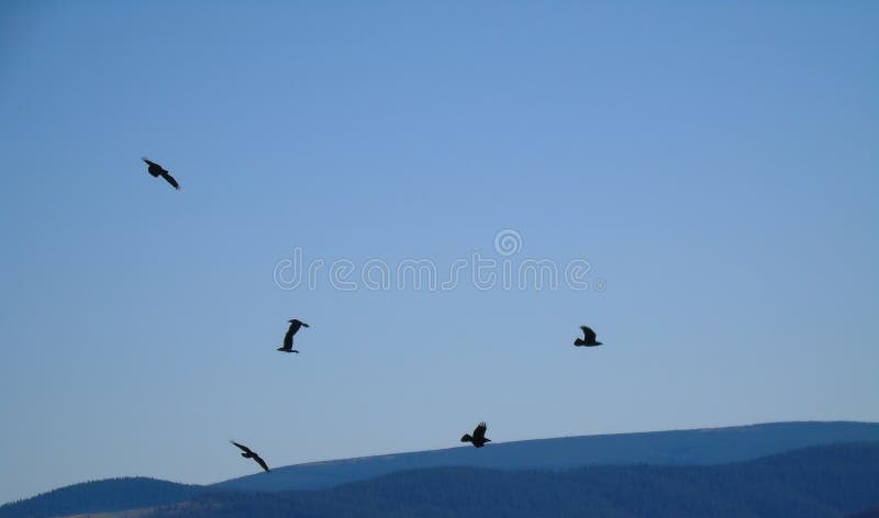 A Flock of Ravens in Flight High in the Mountains Stock Image - Image ...