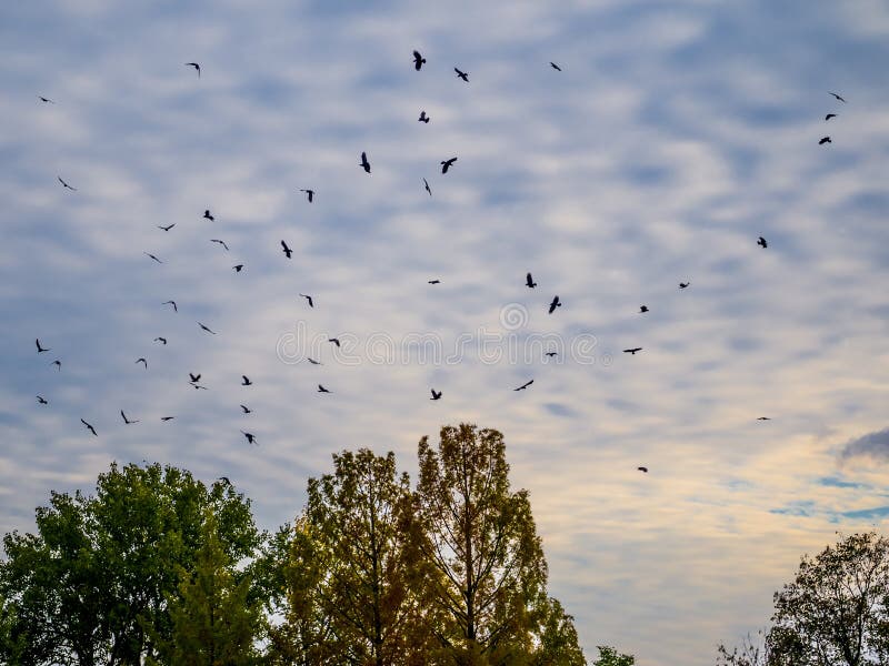 Flock of Ravens Flying in Blue Sky Over Autumn Trees Stock Image ...