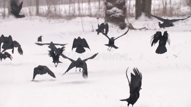 Flock of ravens taking off stock video. Video of wildlife - 113253027