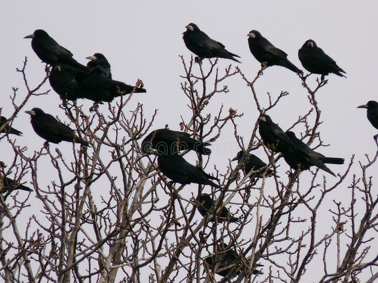 Ravens stock photo. Image of beak, tree, flock, branch - 30291940