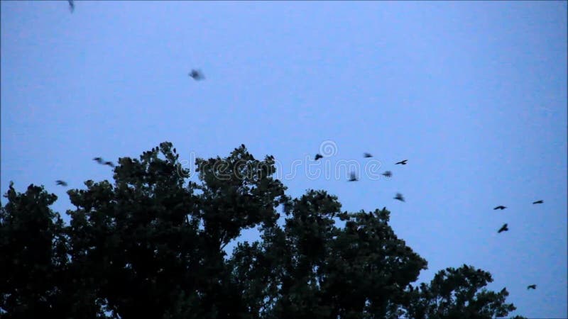 Flock of ravens on tree stock video. Video of move, energy - 63795881