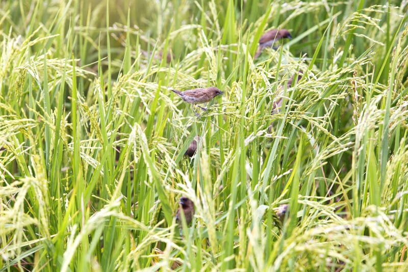 Ricebird stock photo. Image of sparrow, outdoor, field - 127781940