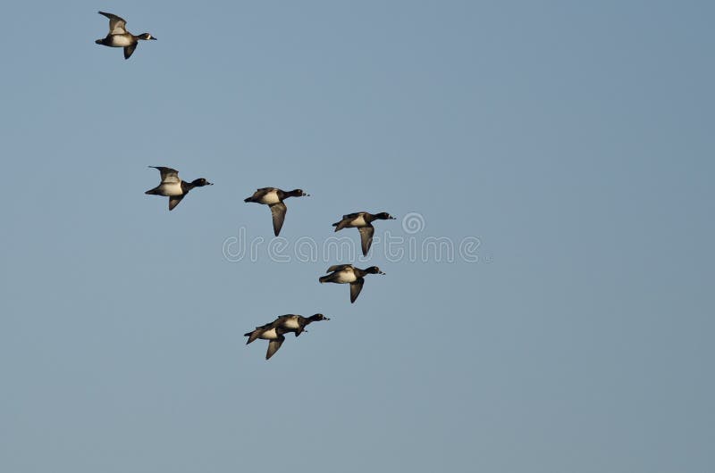 Flock of Ring-Necked Ducks Flying in a Blue Sky Stock Photo - Image of ...