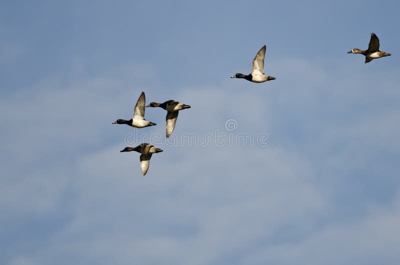 Flock of Ring-Necked Ducks Flying in a Blue Sky Stock Image - Image of ...