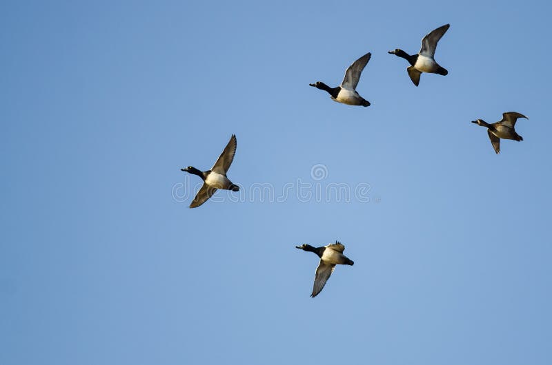 Flock of Ring-Necked Ducks Flying in a Blue Sky Stock Image - Image of ...