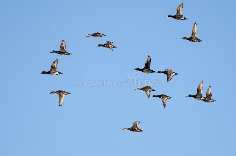 Flock of Ring-Necked Ducks Flying in a Blue Sky Stock Image - Image of ...