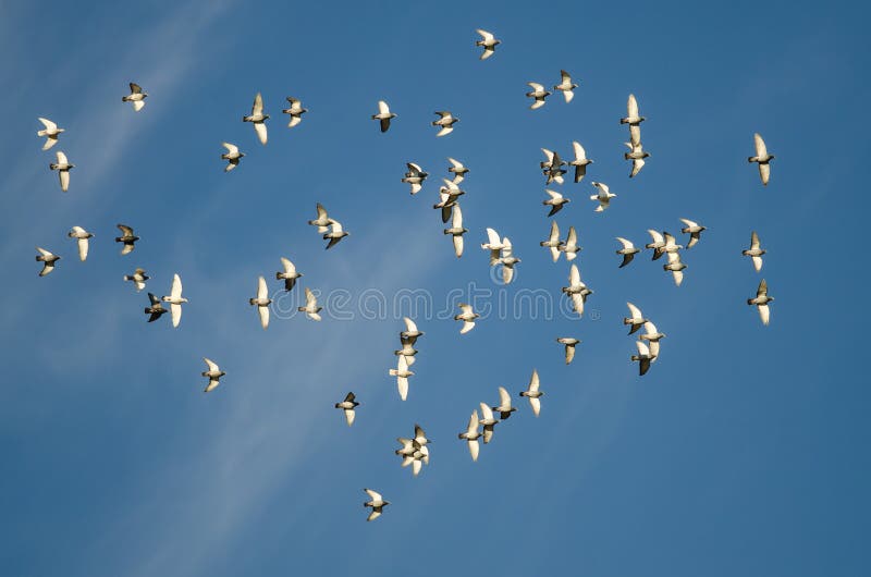 Flock of Rock Pigeons Flying in a Blue Sky Stock Image - Image of ...