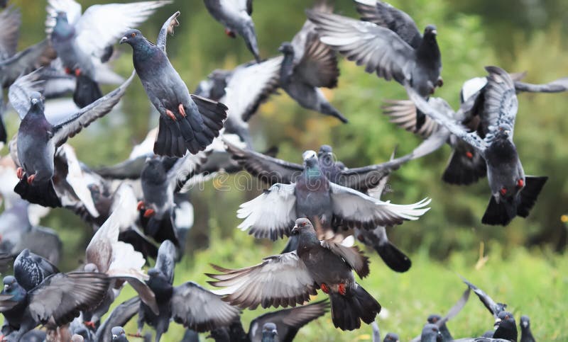 Flock of Rock Pigeons Flying Toward Spread Wings Stock Photo - Image of ...