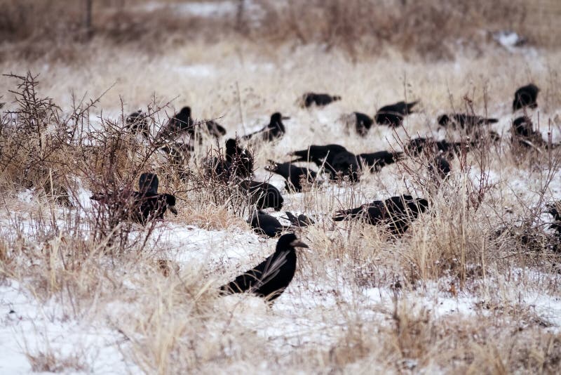 Rooks on field stock photo. Image of grain, birds, elbowrooms - 38374464