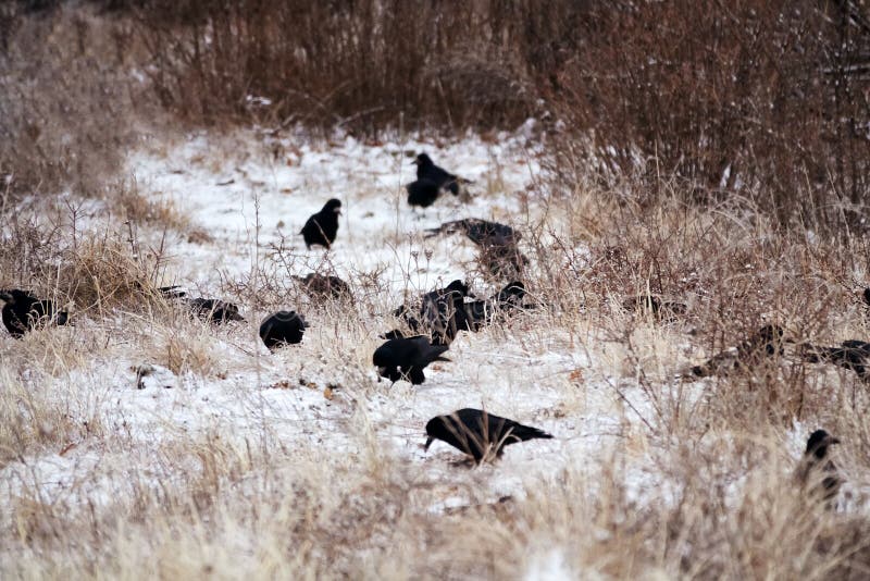 Flock of Rooks Fed on Snow-covered Fallow Field Stock Photo - Image of ...