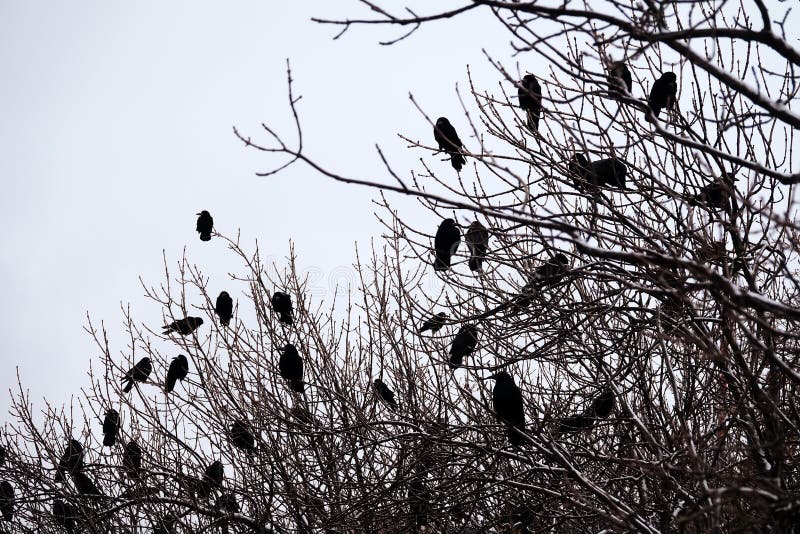 Flock of Rooks Sits on Fruit (nut) Trees To Look for Walnuts Stock ...