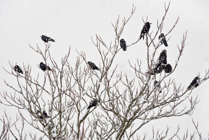 A Flock of Rooks Sitting on a Tree in Winter Stock Photo - Image of ...