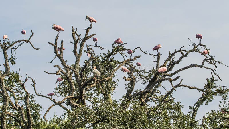 Flock of Roseate Spoonbills and an Ibis in a Tree Stock Photo - Image ...