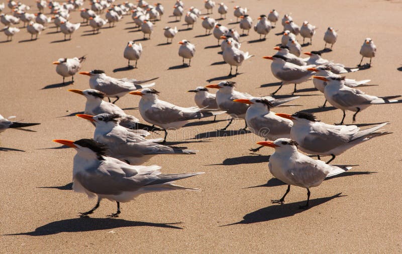 Flock of Royal Terns on Florida Beach Stock Image - Image of bright ...