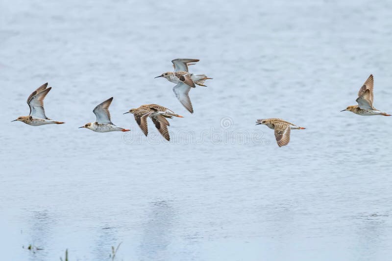 Flock of Ruff in flight stock image. Image of sunlight - 277501127