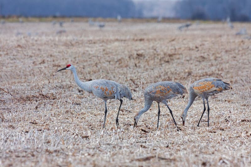 A Flock of Sandhill Cranes stock image. Image of consume - 264453323