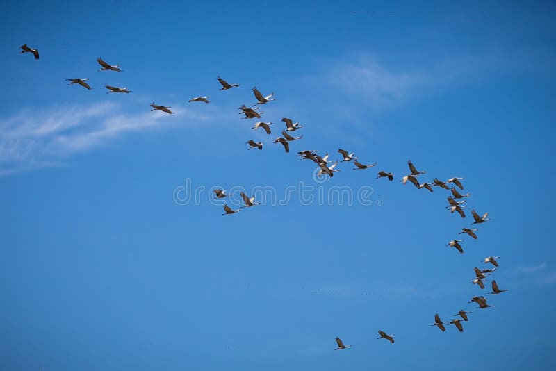 Flock of Sandhill Cranes, Grus Canadensis Flying High in the Blue ...