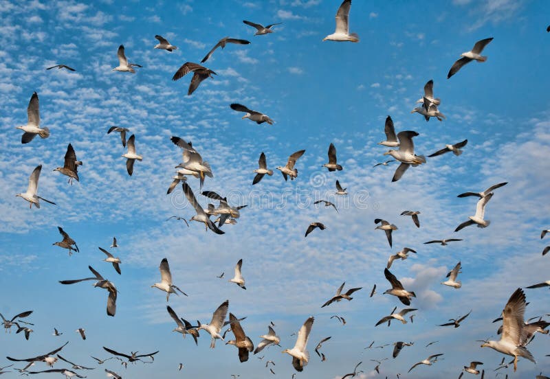 Flock of Seagulls stock image. Image of seagull, flock - 3243593