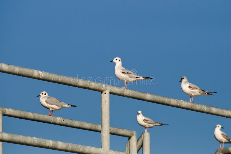 Flock of Sea Gulls stock image. Image of outdoors, gull - 28624161