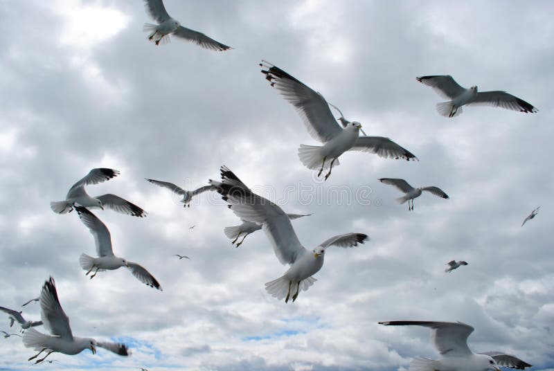 Flock of Sea-Gulls in the Baltic Stock Photo - Image of infuse, hope ...