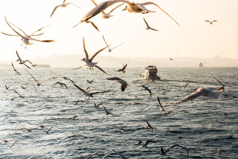 Flock of Seabirds in Flight in the Bay of Bengal Stock Photo - Image of ...